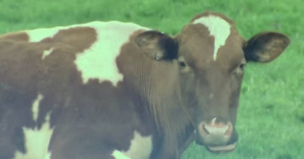 Watch the Loewe Runway Show Live - Fashionista