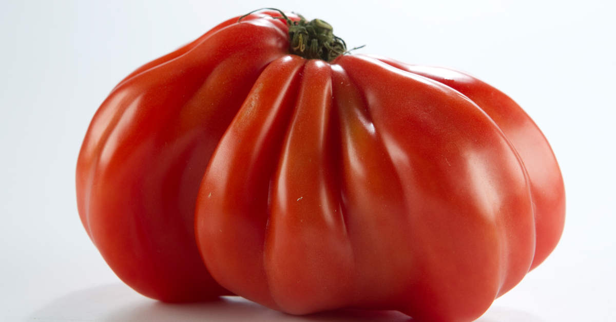 Jonathan Anderson Already Made a Bag Out of the Viral Loewe Tomato ...