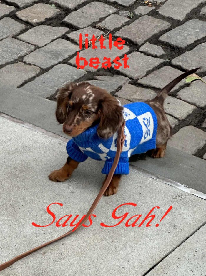 Little Beast Is Becoming the Go-to for Cool Brands Wanting to Make Dog ...