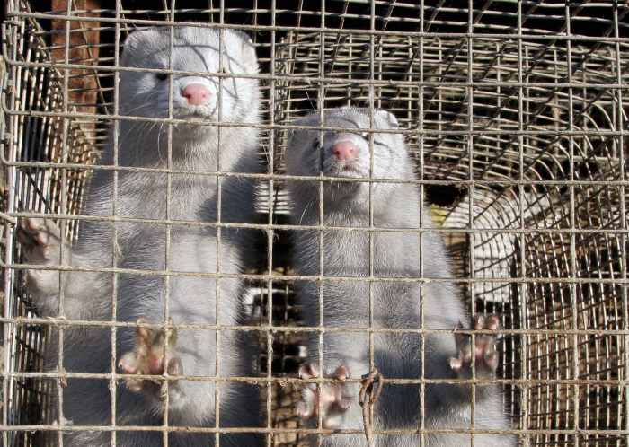 Mink on Dutch Fur Farms Test Positive for Covid-19 - Fashionista