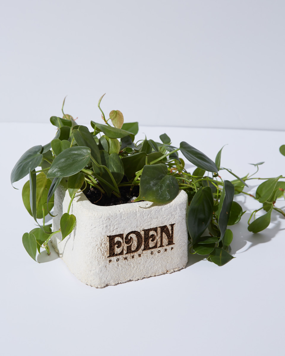 Eden Power Corp Embraces Fashion Inspired by — and Made of — Mushrooms ...