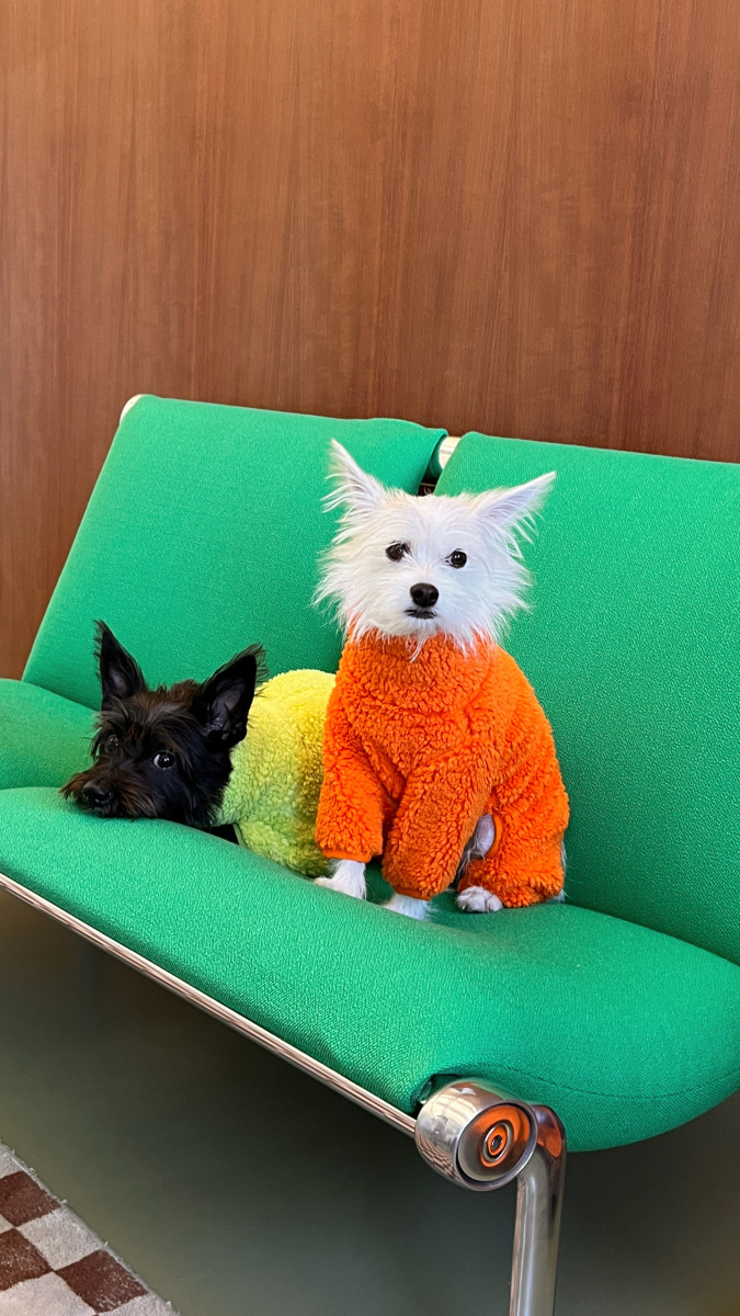 Little Beast Is Becoming the Go-to for Cool Brands Wanting to Make Dog ...